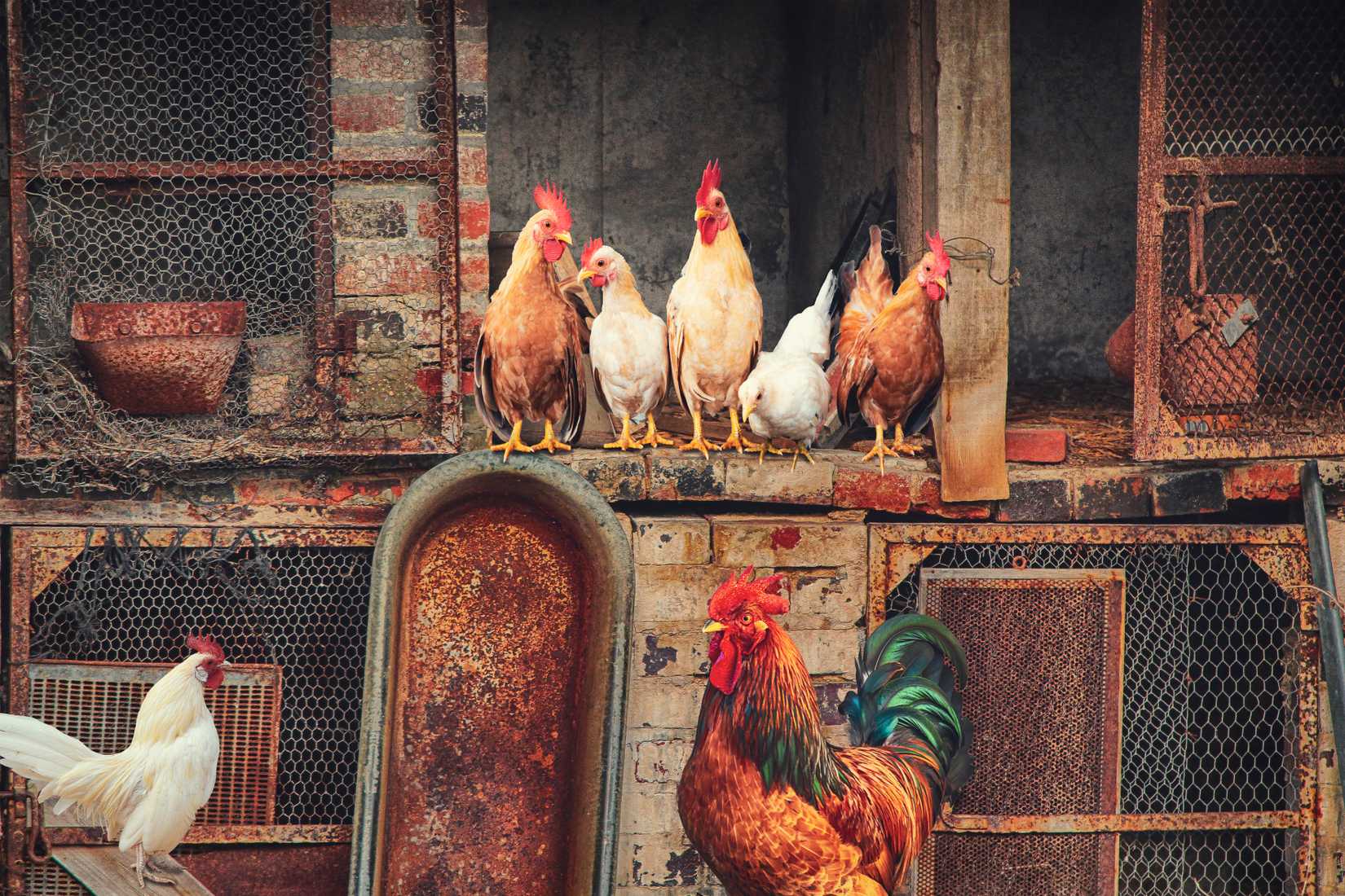 What Is The Chicken Tax? We Explain America's Strangest Law Hiding The ...