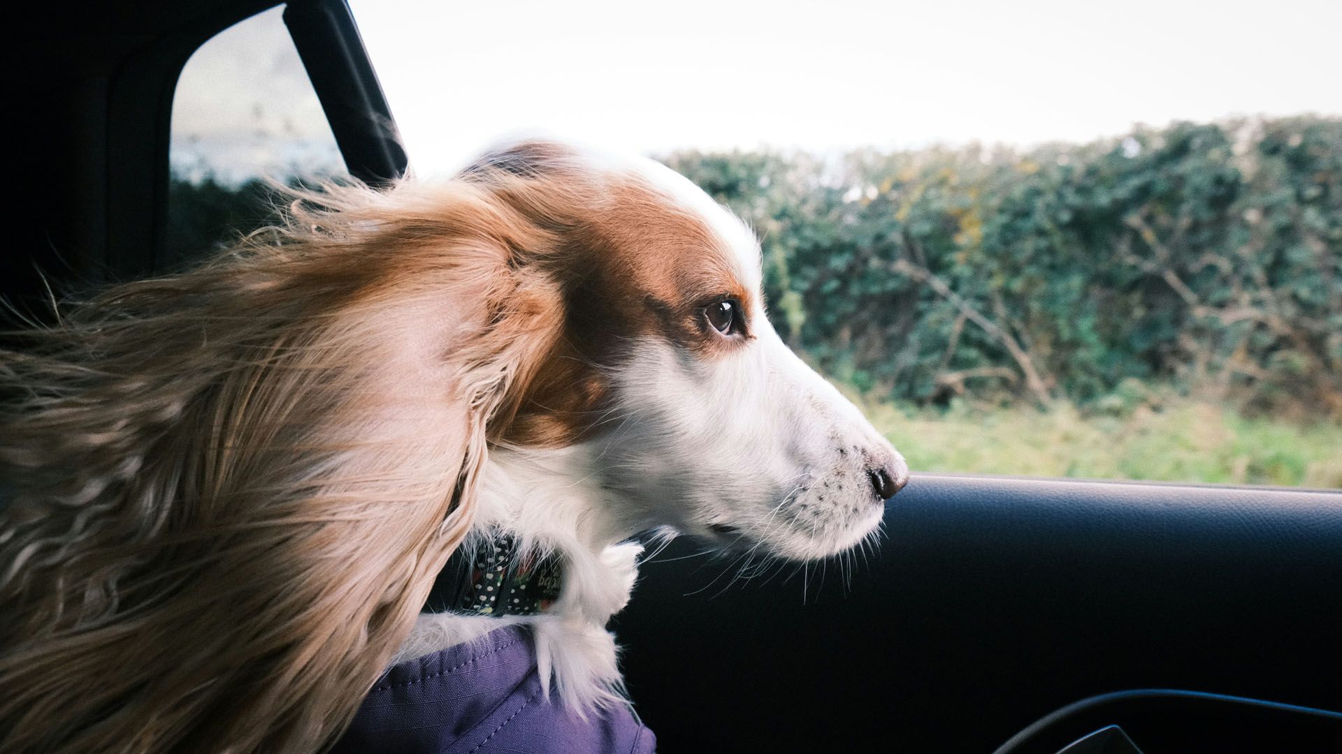 Exploring Tesla Dog Mode