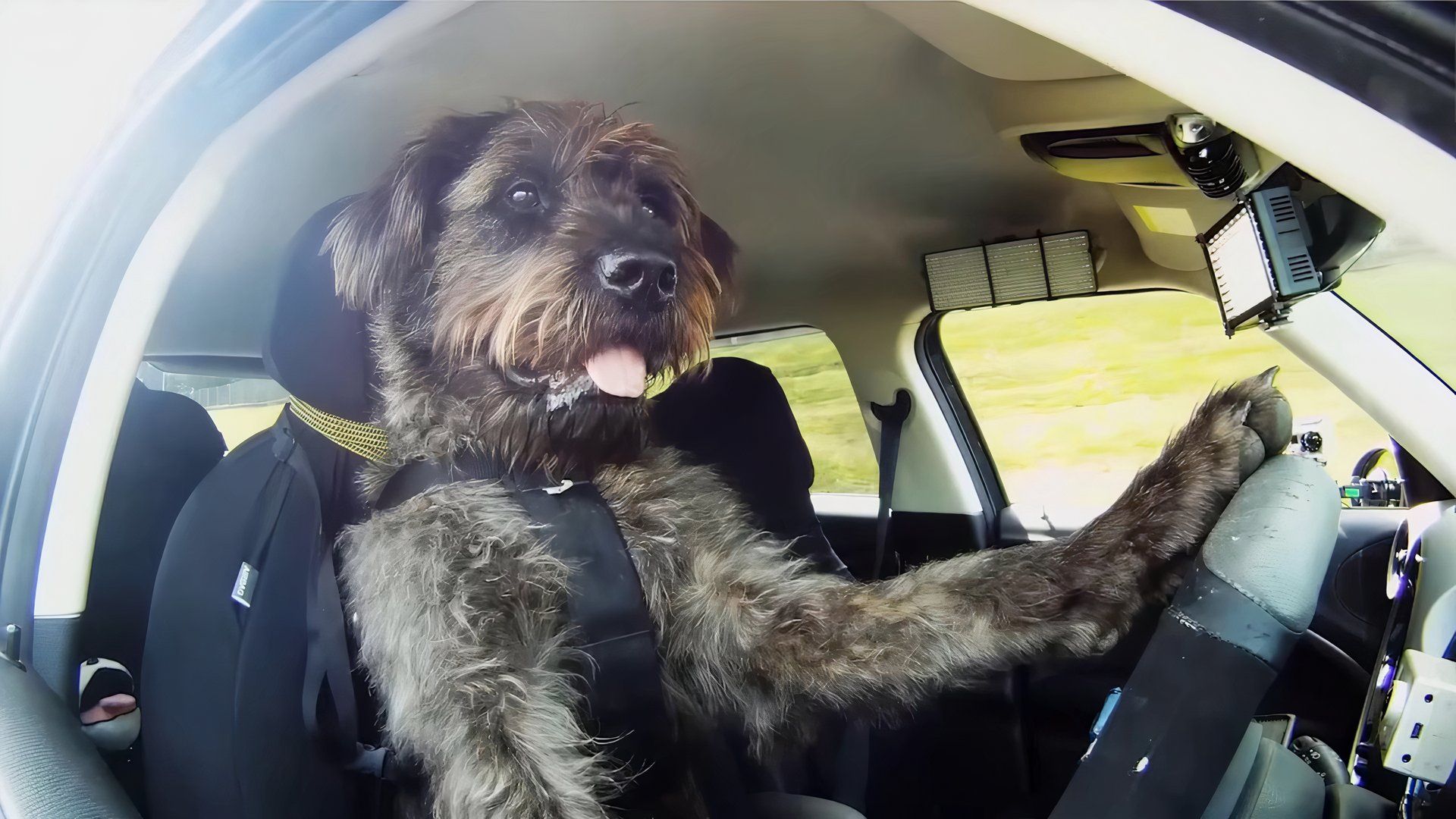 Dog Driving Car Facebook F***ing Joke': Dog Driver Cops Roasting After