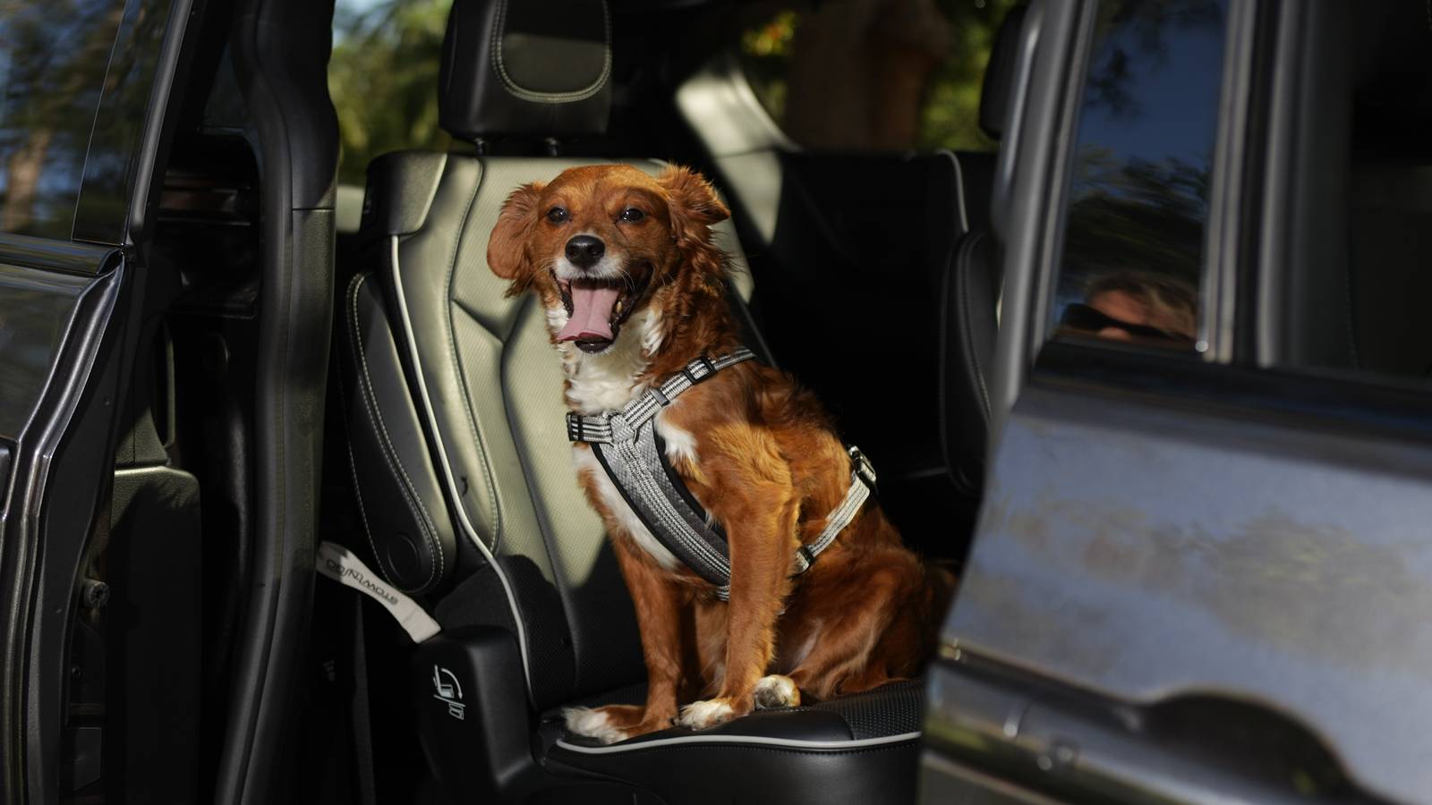 10 Best Cars For Dog Owners