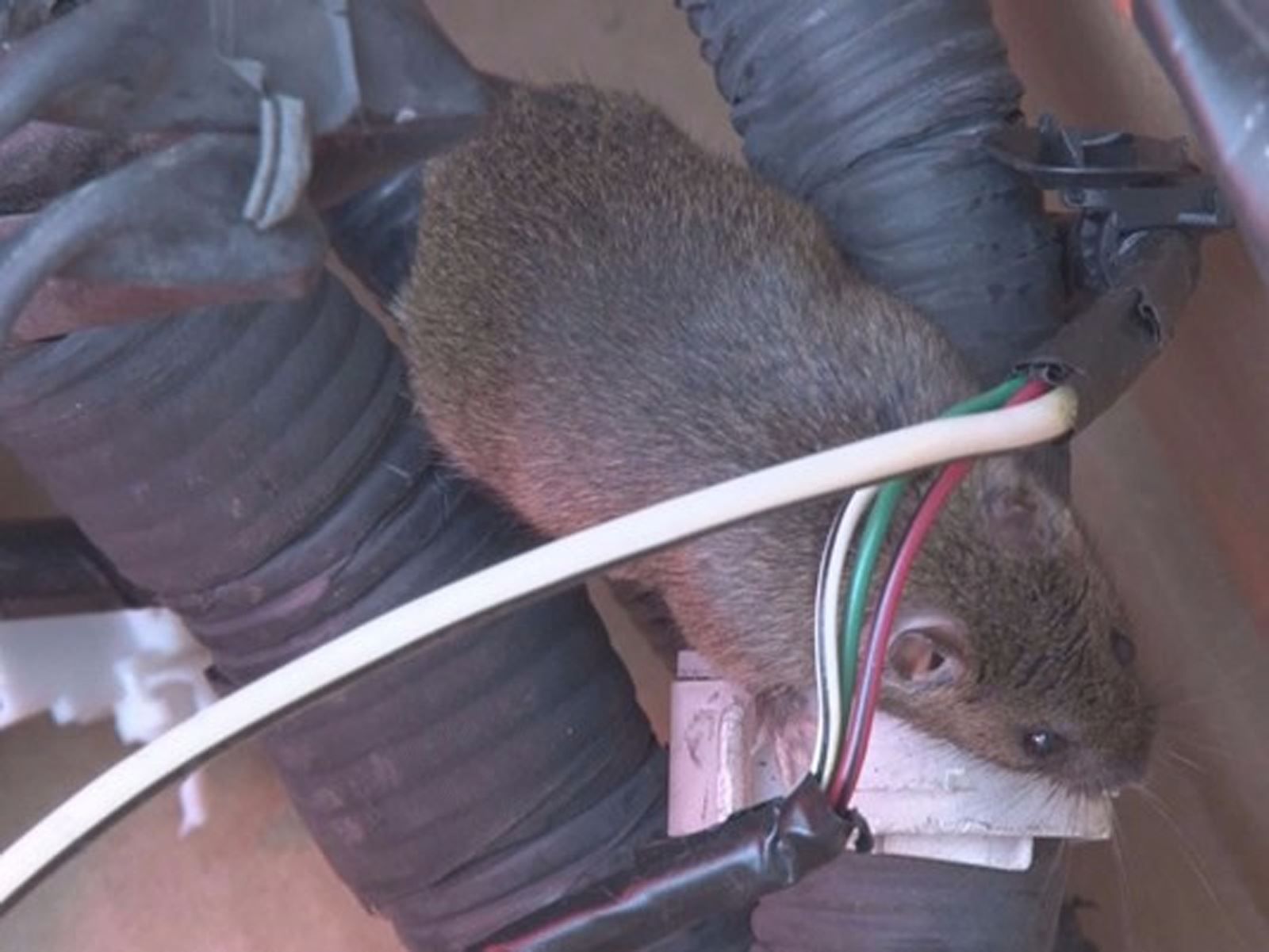 Toyota Wiring And Rodents