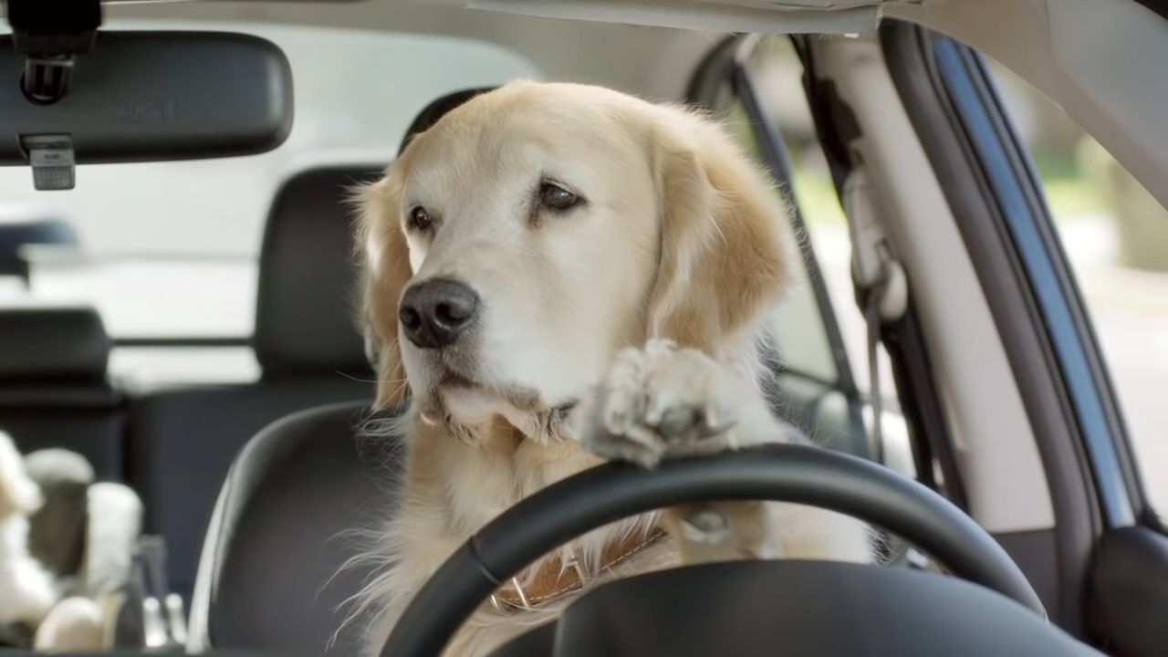 Man Teaches Dog How To Drive During 109-MPH Police Chase