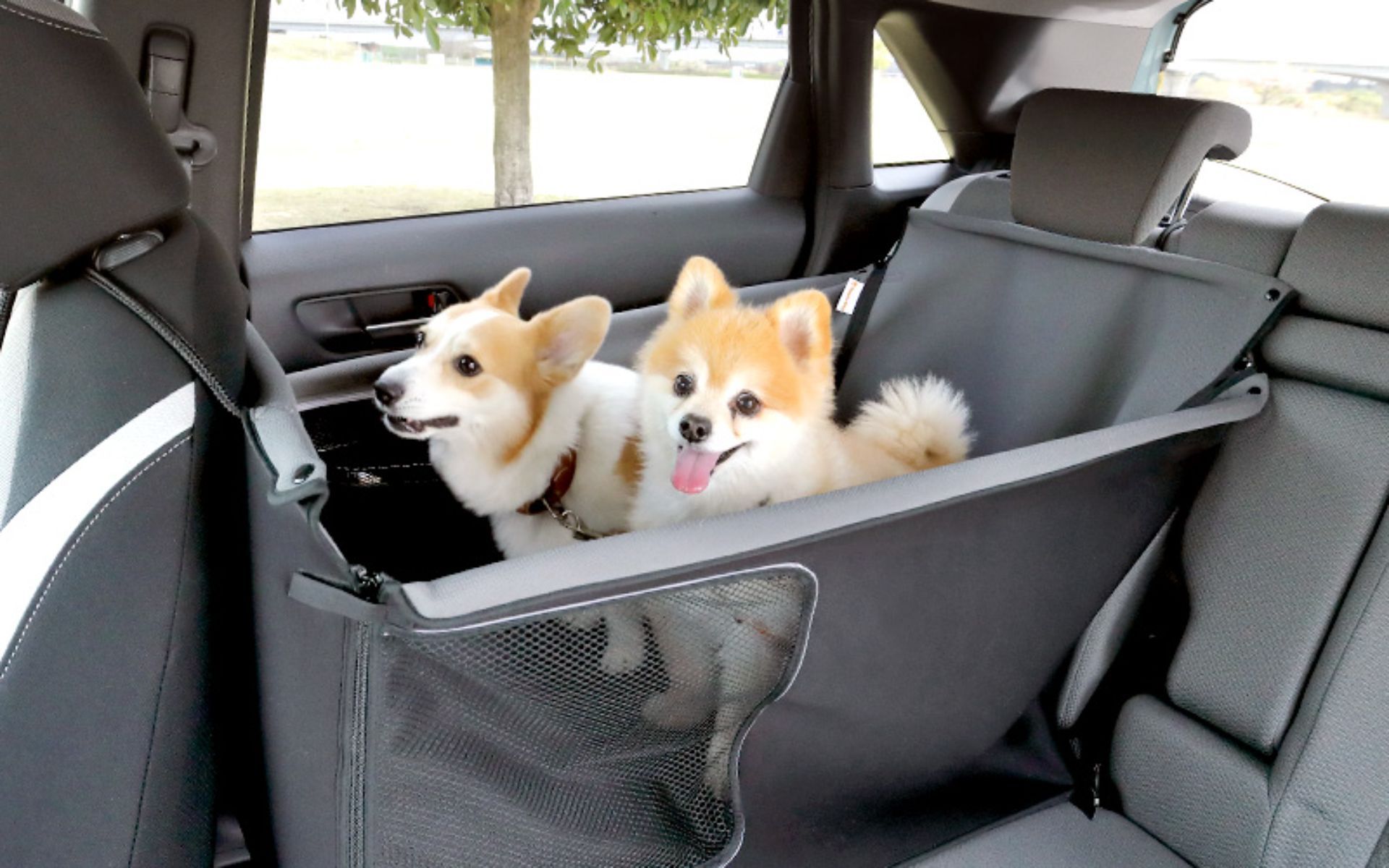 Honda Now Offers Dog-Friendly Accessories