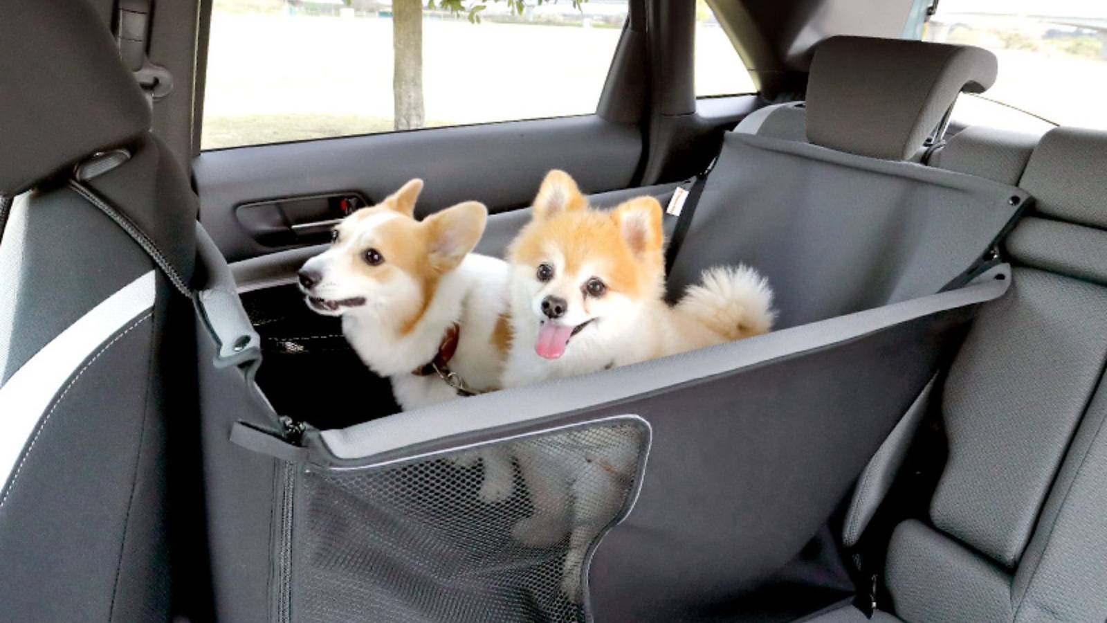 Honda Now Offers Dog-Friendly Accessories