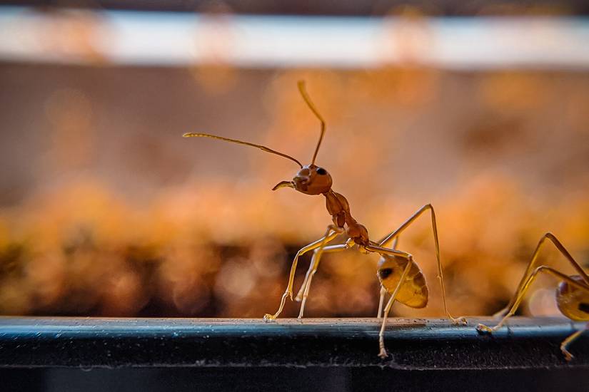 How To Remove Ants From Your Car