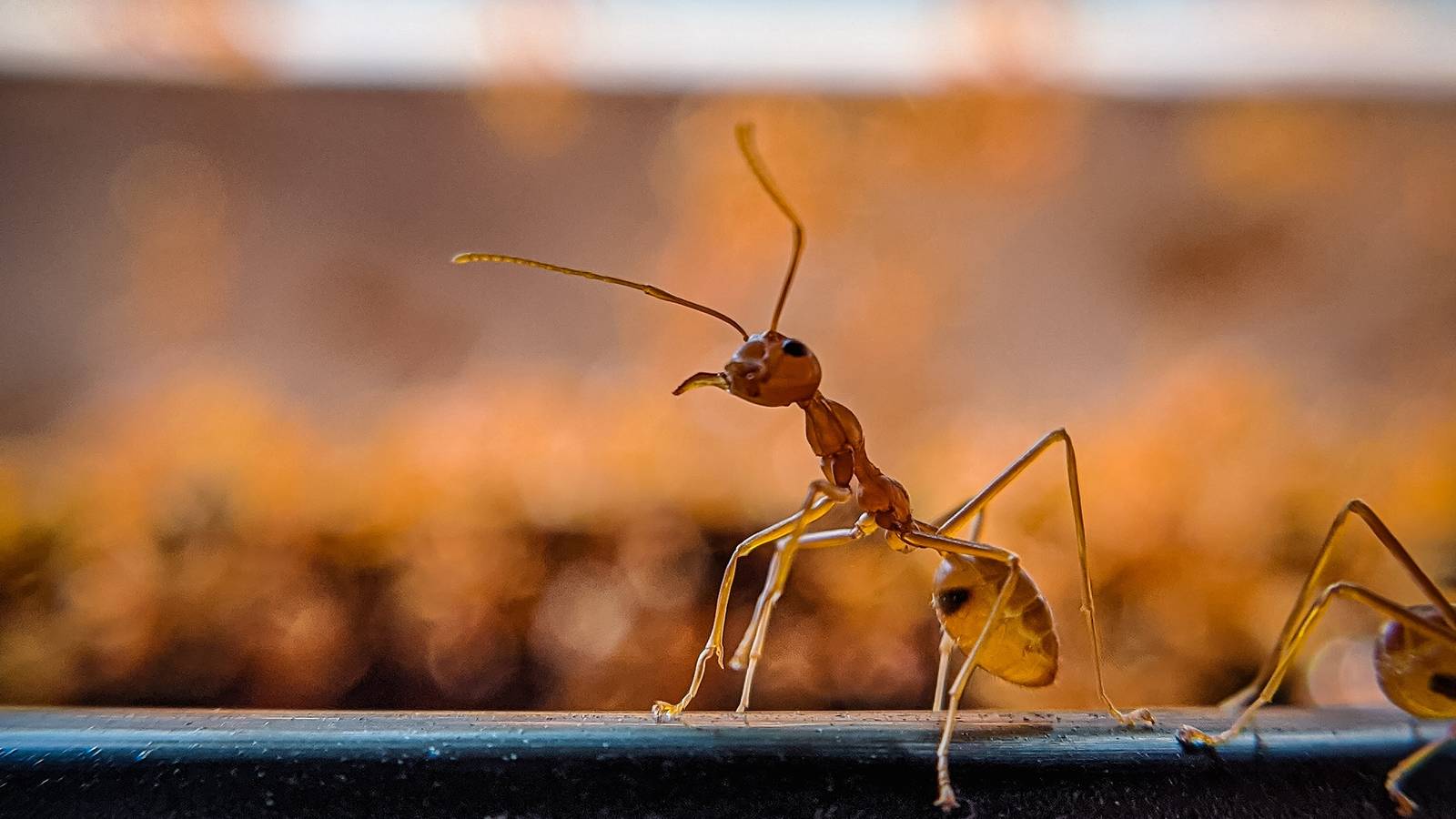 How To Remove Ants From Your Car